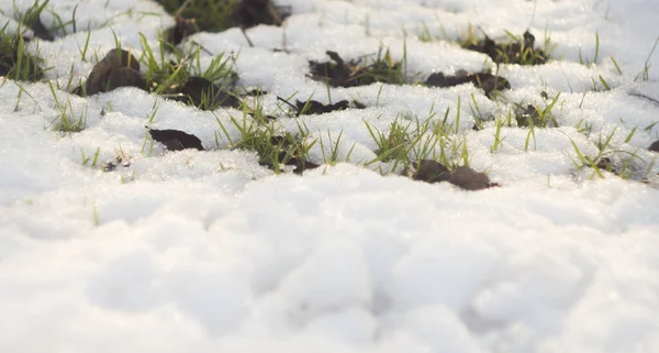 Snowy grass Stock Photos, Royalty Free Snowy grass Images | Depositphotos
