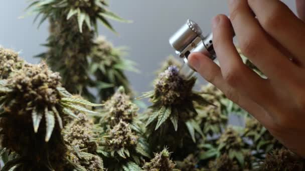 Looped Cannabis Leaves Falling Green Screen Marijuana Animation Chroma ...