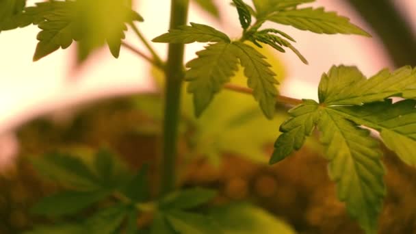 19,813 Planta de malas hierbas Videos, Royalty-free Stock Planta de ...