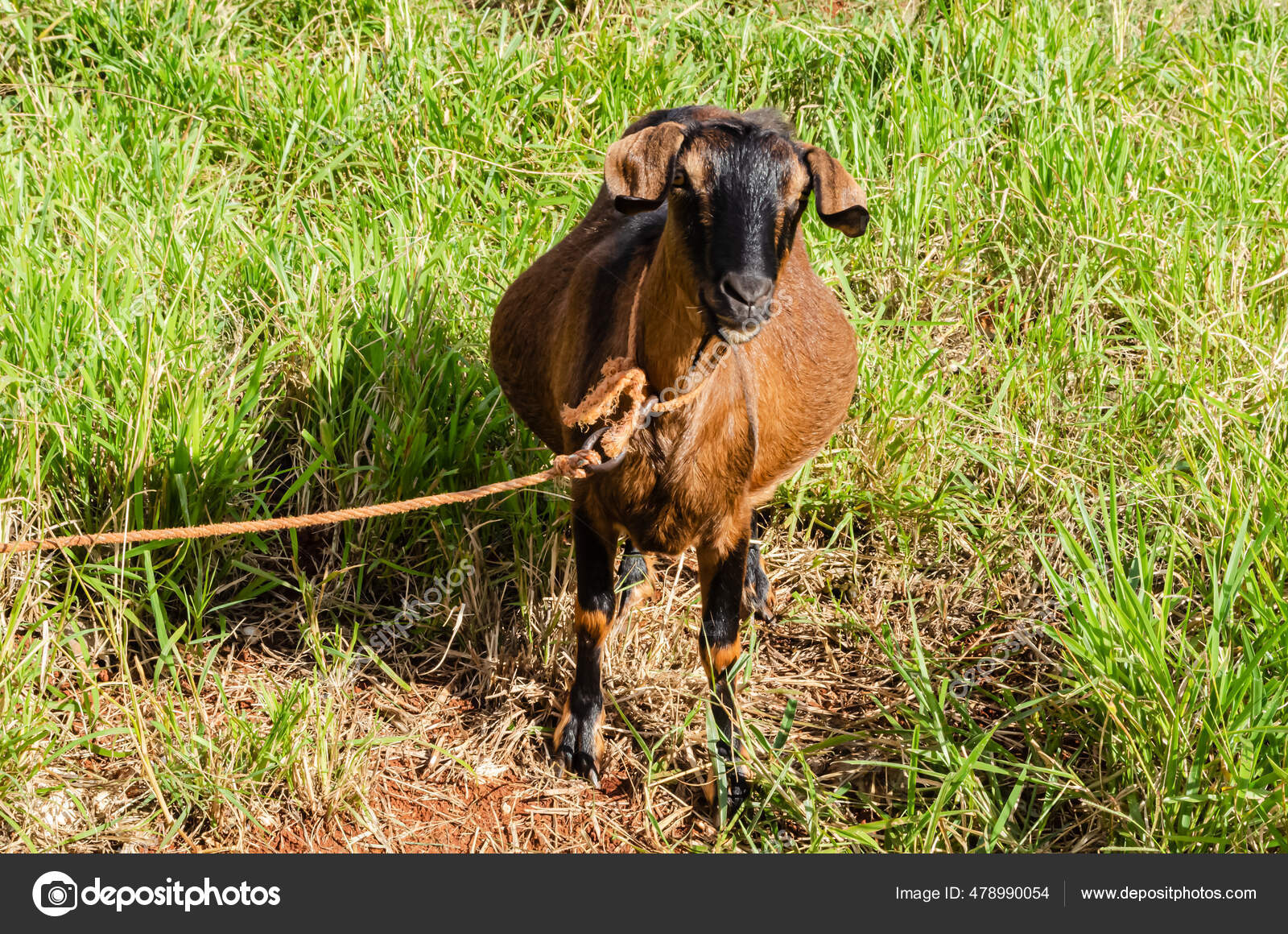 Pregnant Goat Rope Her Neck Stands Grassy Pasture Looks Ahead Stock ...