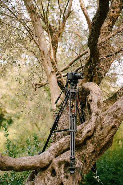 Black digital camera stands on a tripod on a tree in the forest - Stock ...