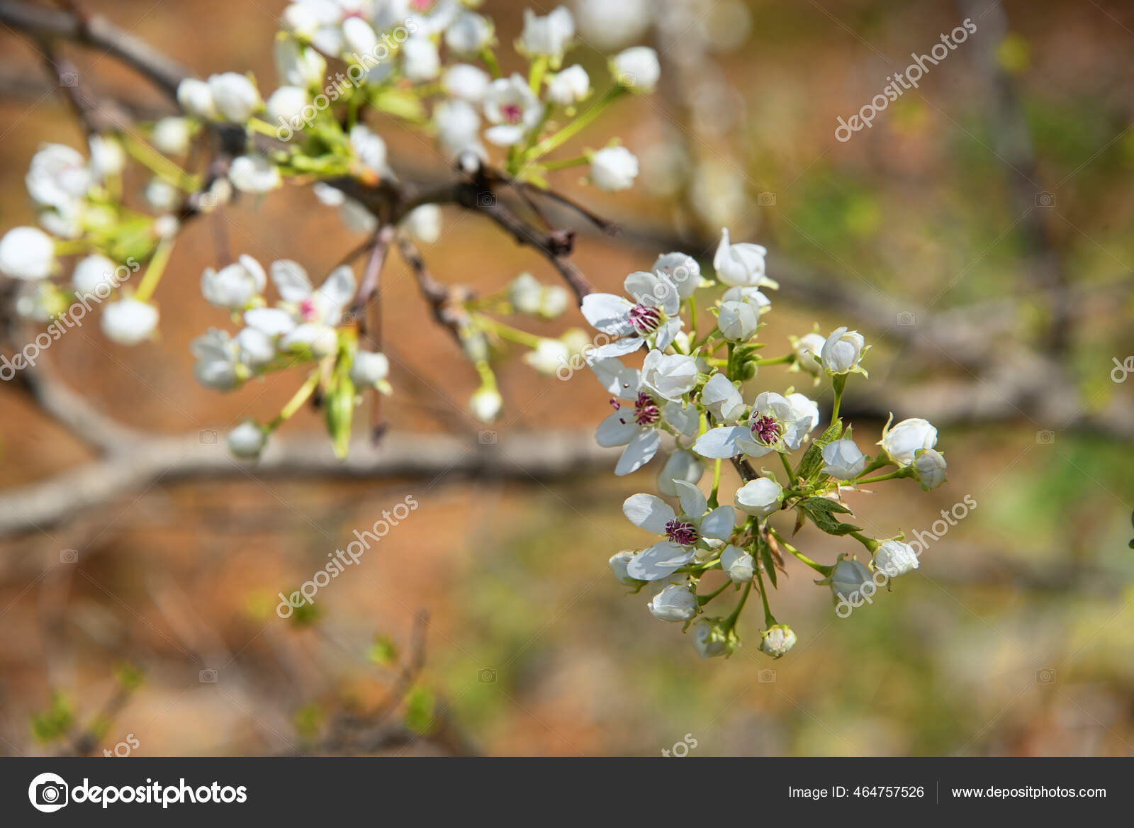 Flowering Branch Callery Pear Tree Soft Background Stock Photo by ...
