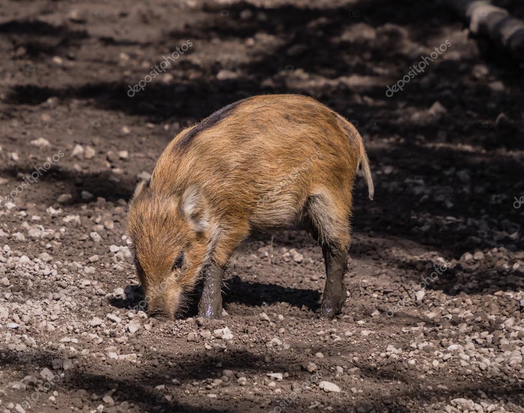 Young wild boar Stock Photo by ©Dolfilms 63007407