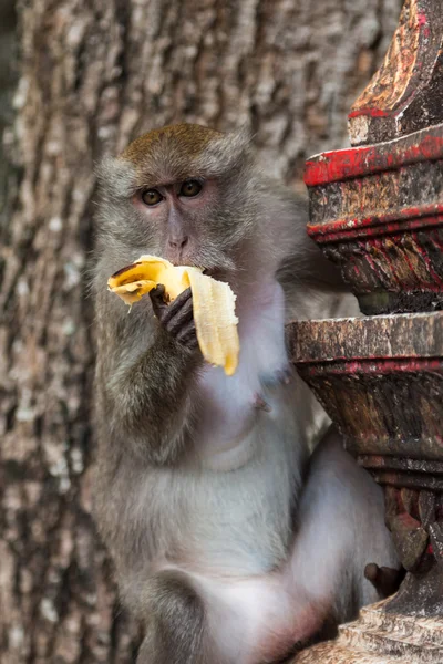 God monkey temple Stock Photos, Royalty Free God monkey temple Images ...