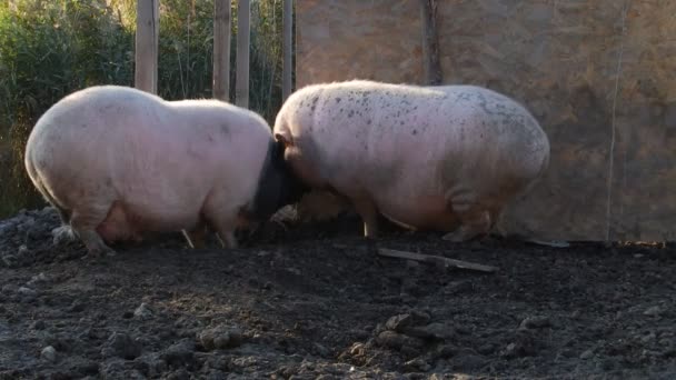 3,748 Pigs Videos, Royalty-free Stock Pigs Footage | Depositphotos