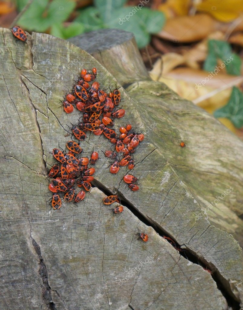 Pyrrhocoris apterus bichos en la colonia 2024