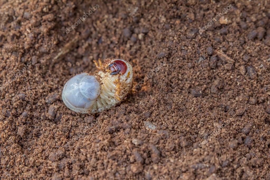Larva. La larva es gruesa. Maldito gusano asqueroso. Insecto graso la 2024