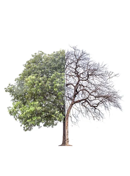 Half a tree Stock Photos, Royalty Free Half a tree Images | Depositphotos