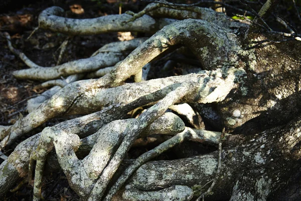 Roots holding hands Stock Photos, Royalty Free Roots holding hands ...
