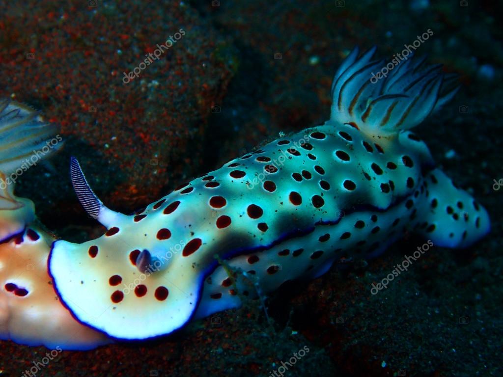 Nudibranch sea slugs — Stock Photo © para827 #84575300