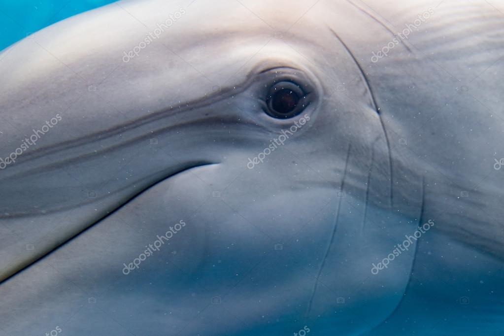 Dolphin Eyes