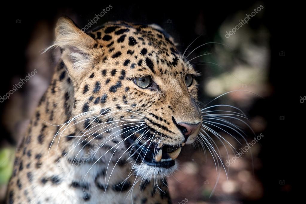 North Chinese Leopard