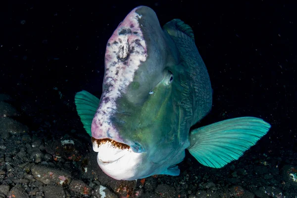 Bumphead parrotfish Stock Photos, Royalty Free Bumphead parrotfish ...