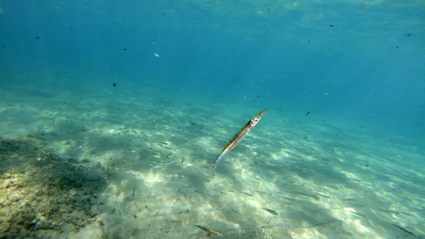 Peixe barracuda Stock Photos, Royalty Free Peixe barracuda Images ...