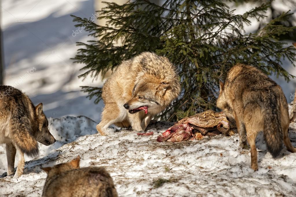 Grey Wolf Pack Eating