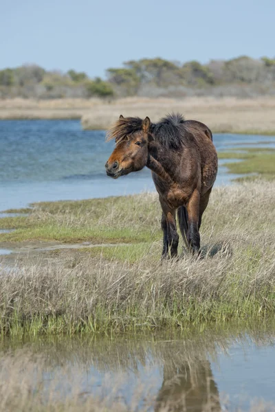 Assateague horse wild pony - Stock Image - Everypixel