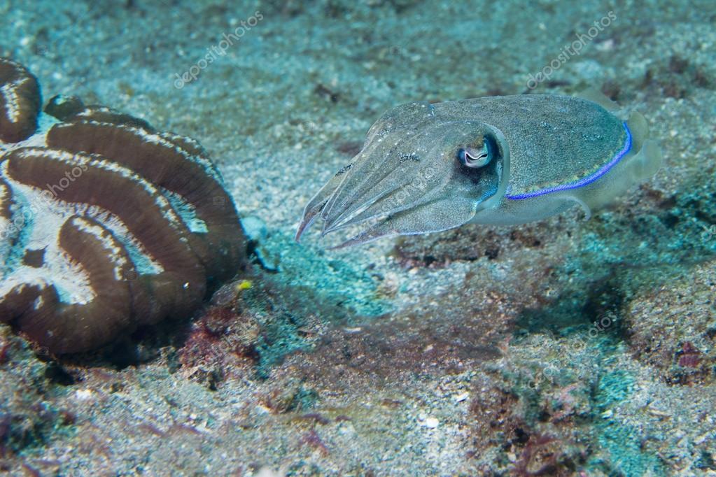 kalmary mątwy pod wodą na czarnej lawy piasku znacznie nurkowania ...