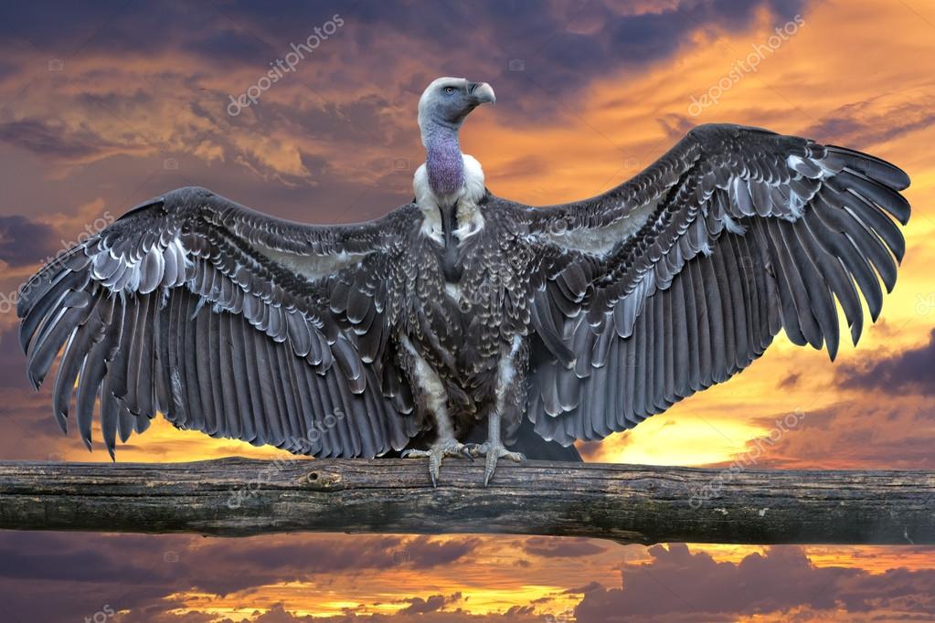 Isolated vulture, buzzard looking at you — Stock Photo © izanbar #53563397