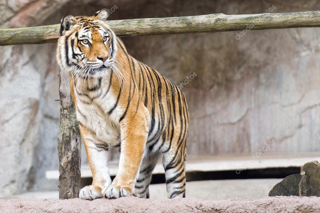 Siberian tiger ready to attack looking at you — Stock Photo © izanbar ...