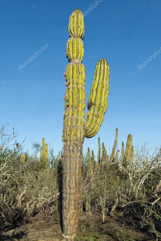 Mexican Desert Cacti