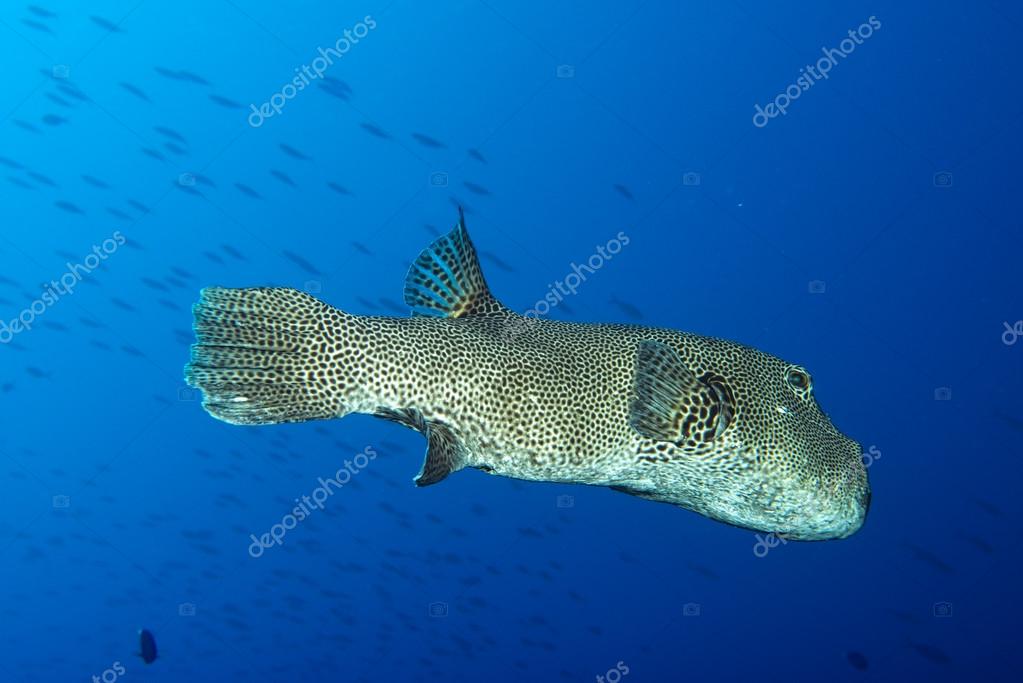 Giant oceanic Box puffer fish underwater portrait — Stock Photo ...