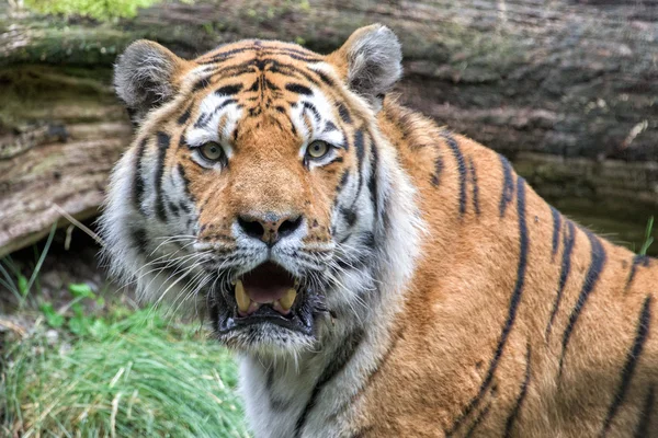 Siberian tiger ready to attack looking at you — Stock Photo © izanbar ...
