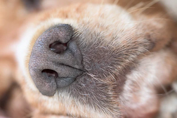 Dog nose — Stock Photo © jeka2009 #13512378