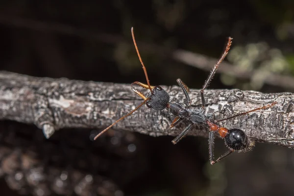 Formigas de touro images libres de droit, photos de Formigas de touro ...