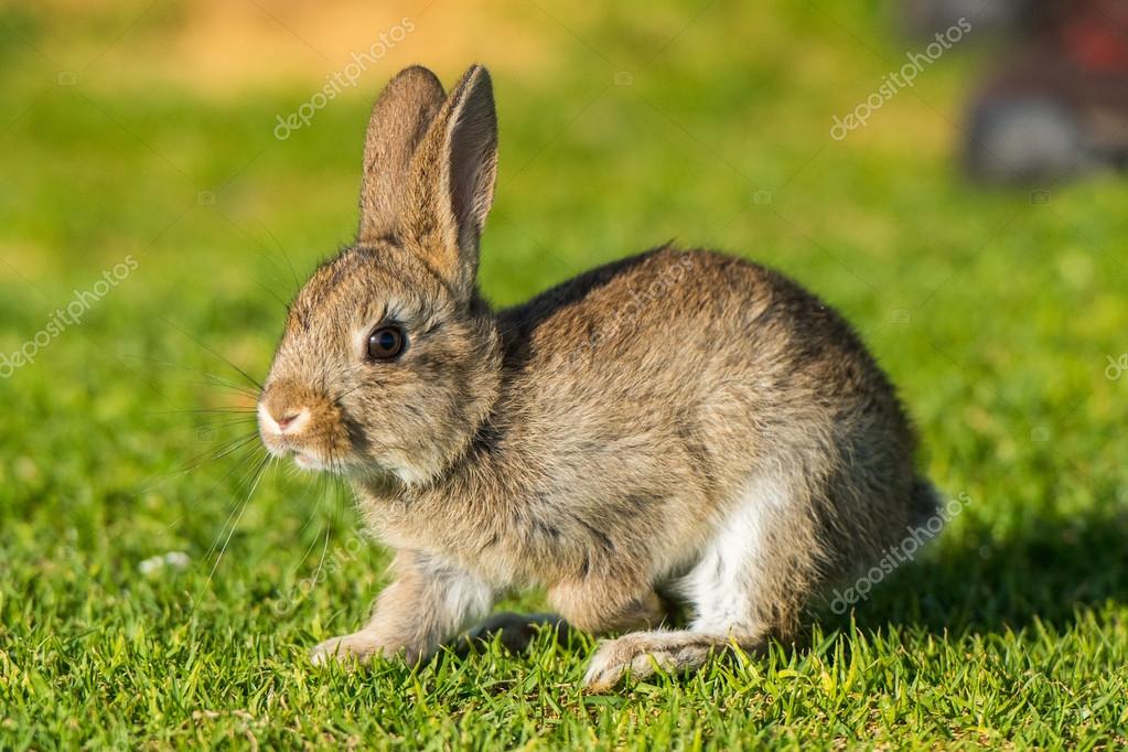 Młody szczeniak Jack królik zając dziki królik — Zdjęcie stockowe ...