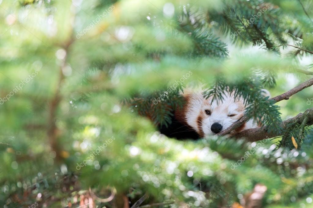 Red panda hiding on a tree — Stock Photo © izanbar #93600110