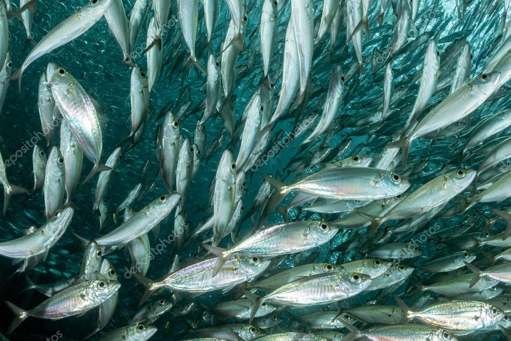 Sardine school of fish underwater Stock Photo by ©izanbar 93841894