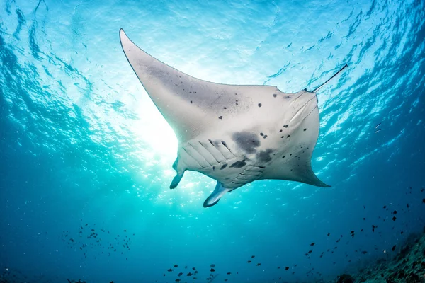 Manta underwater in the blue ocean background Stock Photo by ©izanbar ...