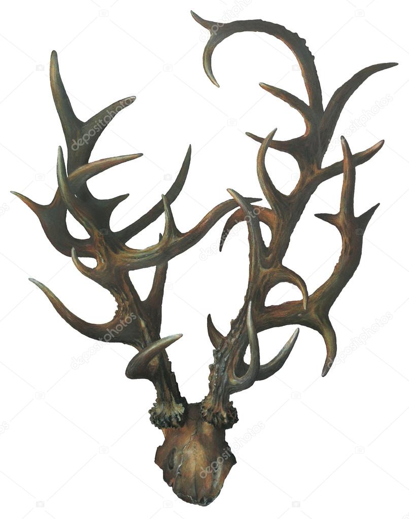 Deer With Twisted Horns
