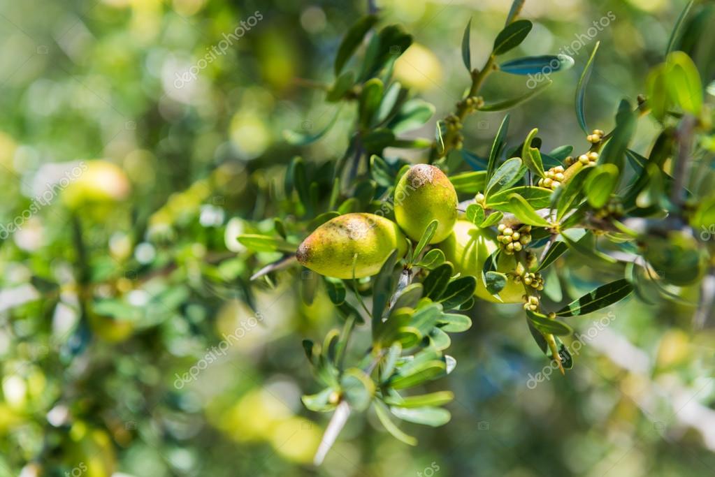 Branch of argan tree Stock Photo by ©luisapuccini 71728461