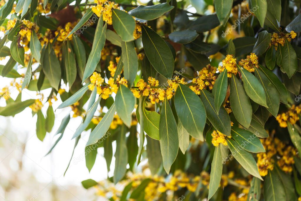 Primer plano de Laurel Blossom. Laurel trees in Turkey. Flores de ...