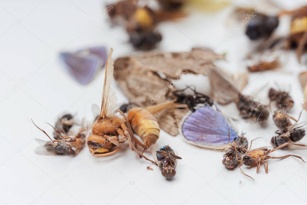 Insectos secos muertos de una lámpara de luz nocturna sobre un fondo ...