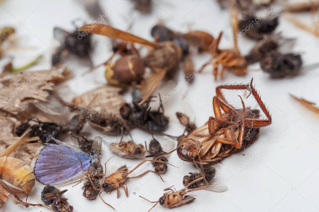 Insectos secos muertos de una lámpara de luz nocturna sobre un fondo ...