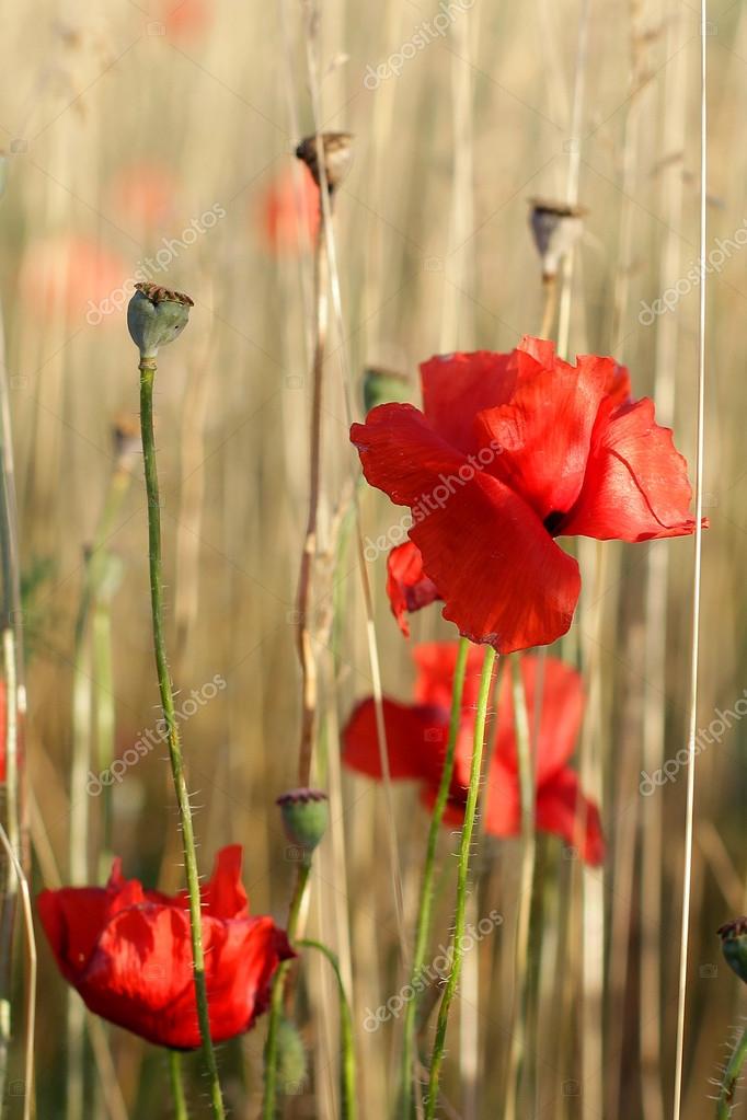 Red poppies — Stock Photo © kellyreekolibry #77908308