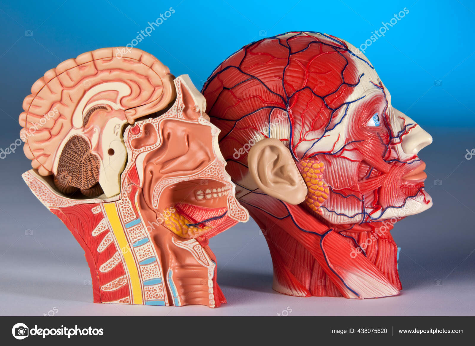 Menselijke Fysiologie Model Met Een Doorsnede Van Het Menselijk Hoofd ...