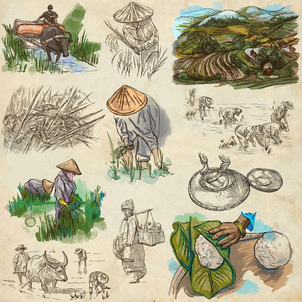 Rice crop. Agriculture. An hand drawn illustration. Stock Illustration ...