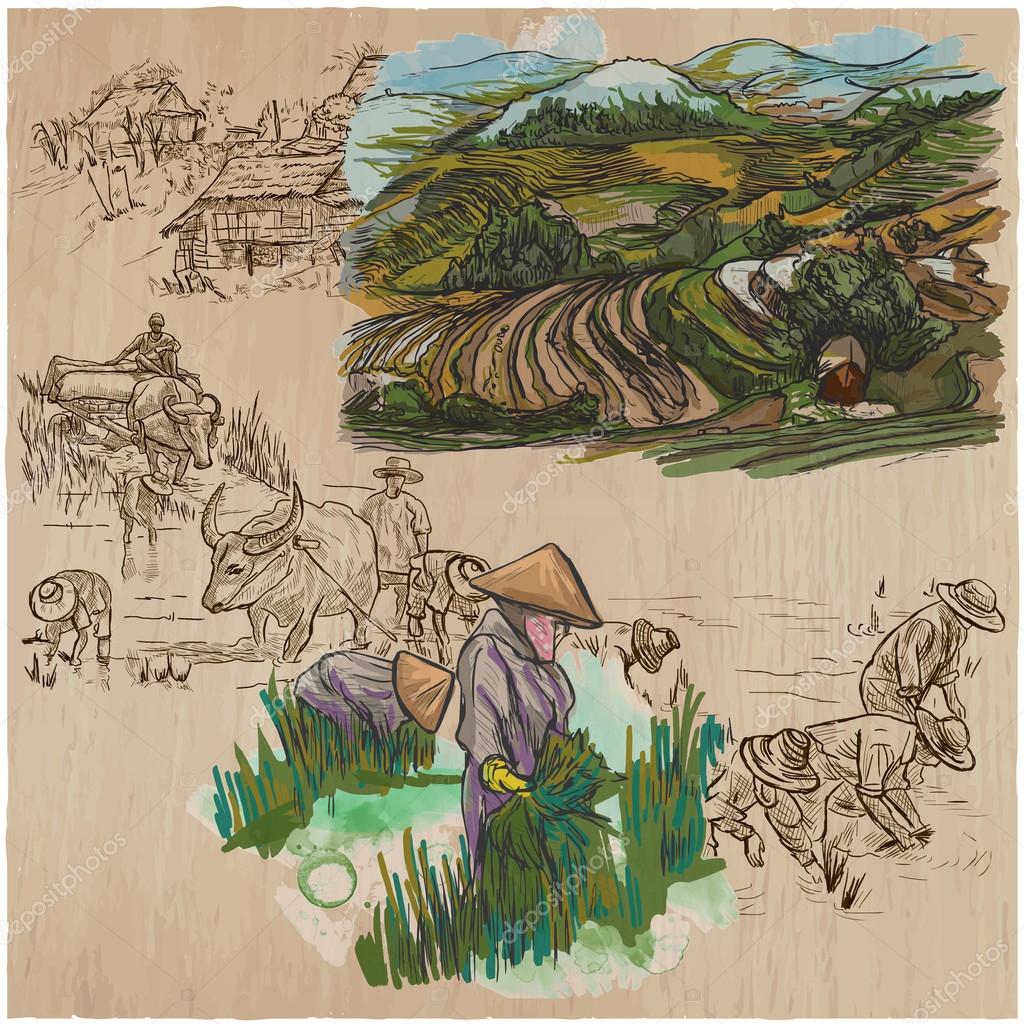 Rice crop. Agriculture. An hand drawn vector set. — Stock Vector © kuco ...