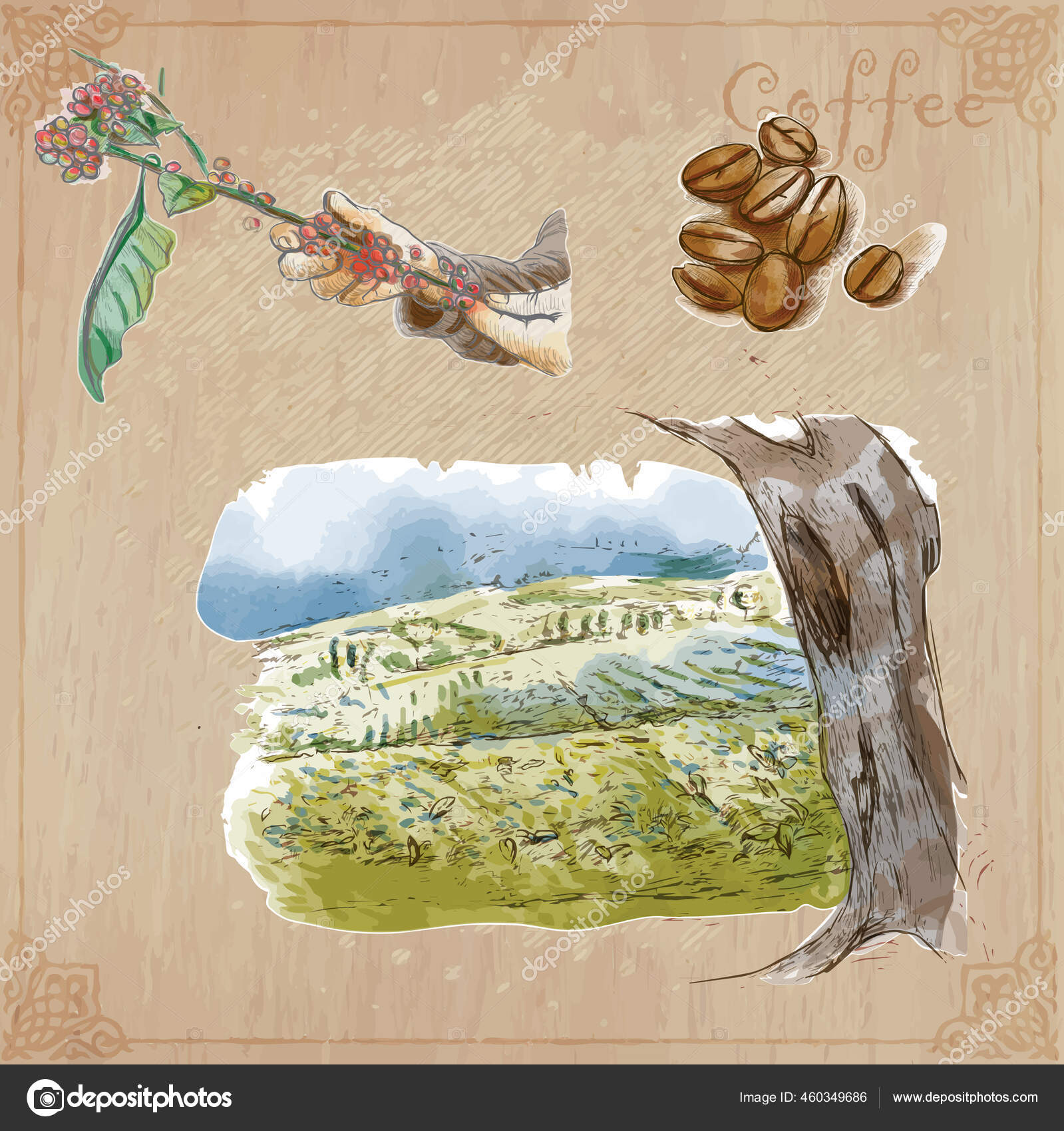 Coffee Agriculture Life Farmer Coffee Harvesting Processing Collection ...