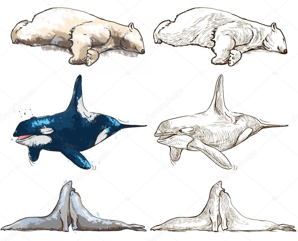 Animales polares - libro para colorear 2023