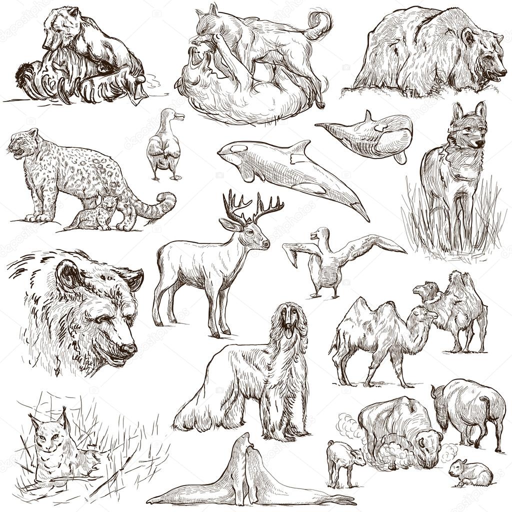Animals around the world (set no.10) - Hand drawn illustrations Stock ...
