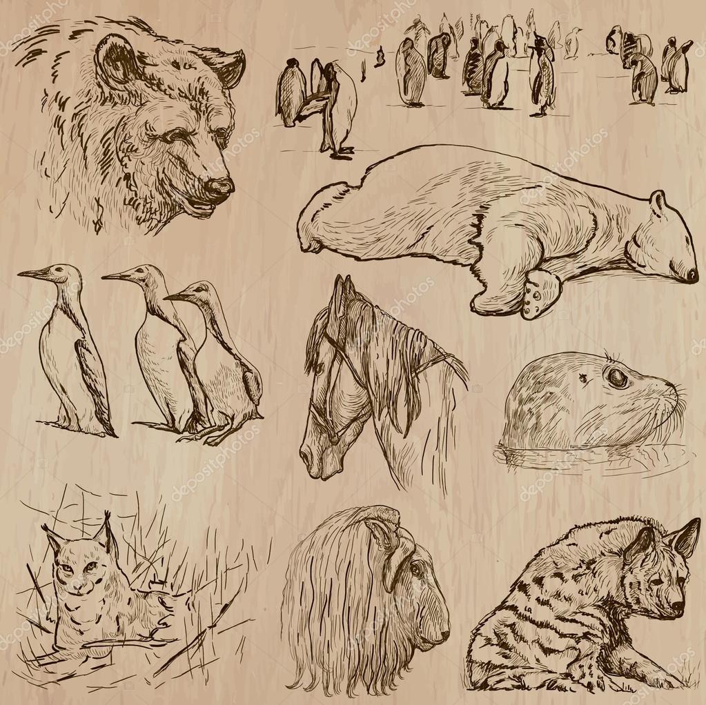 Animals around the World (part 21). Hand drawn vector pack. Stock ...
