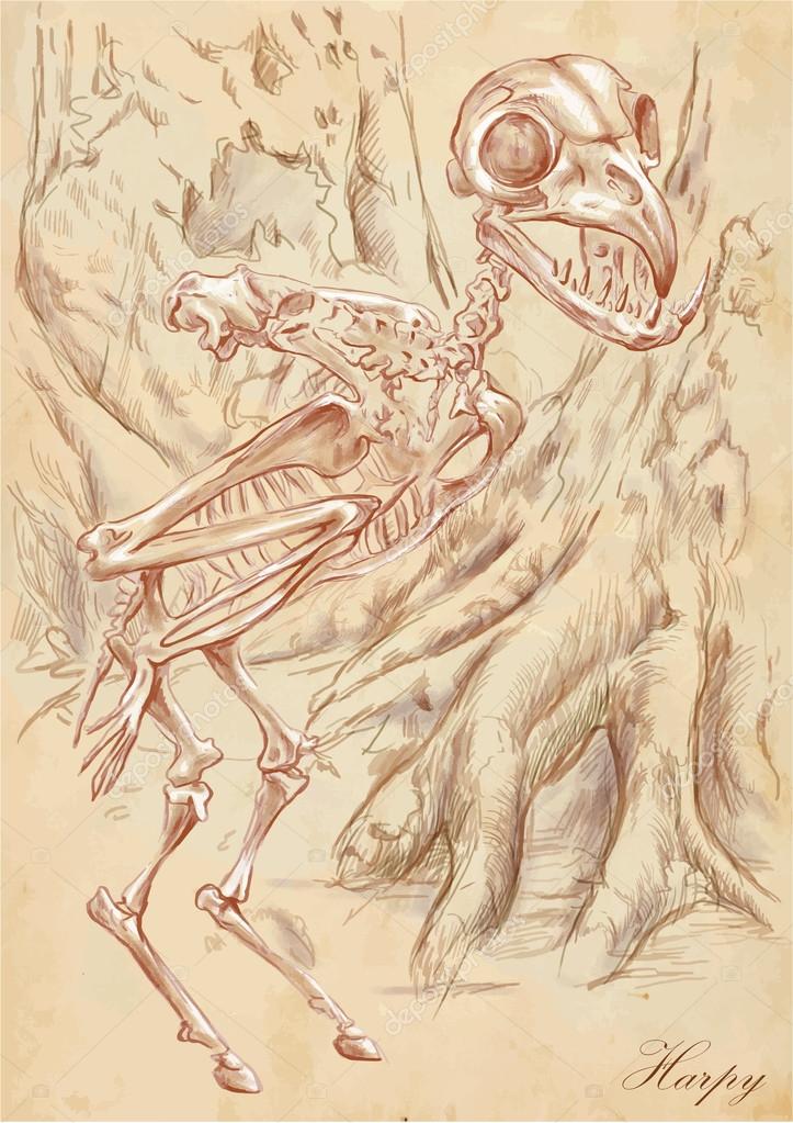 An hand drawn vector: Harpy Stock Vector by ©kuco 64551975