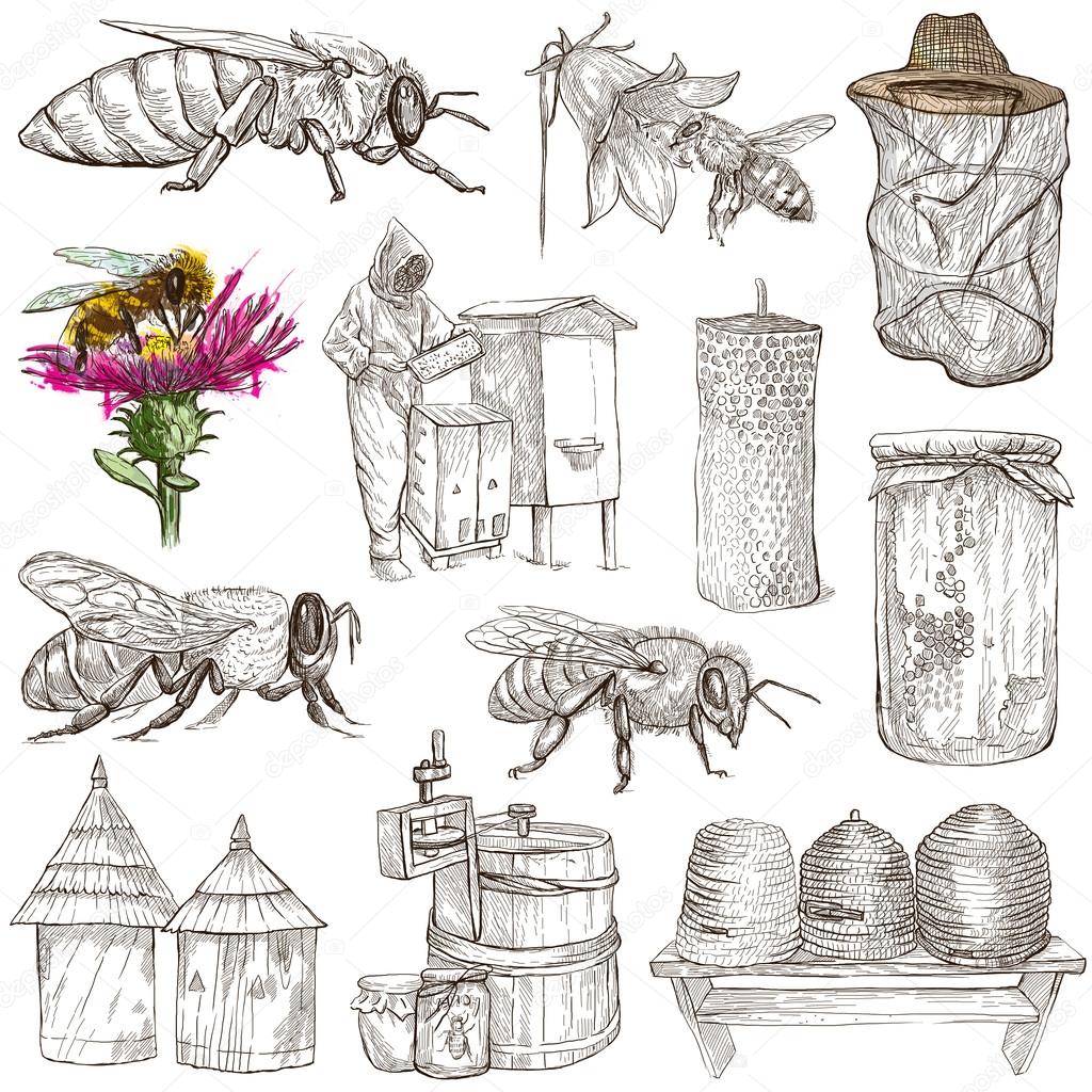 Bees, beekeeping and honey - hand drawn illustrations Stock ...