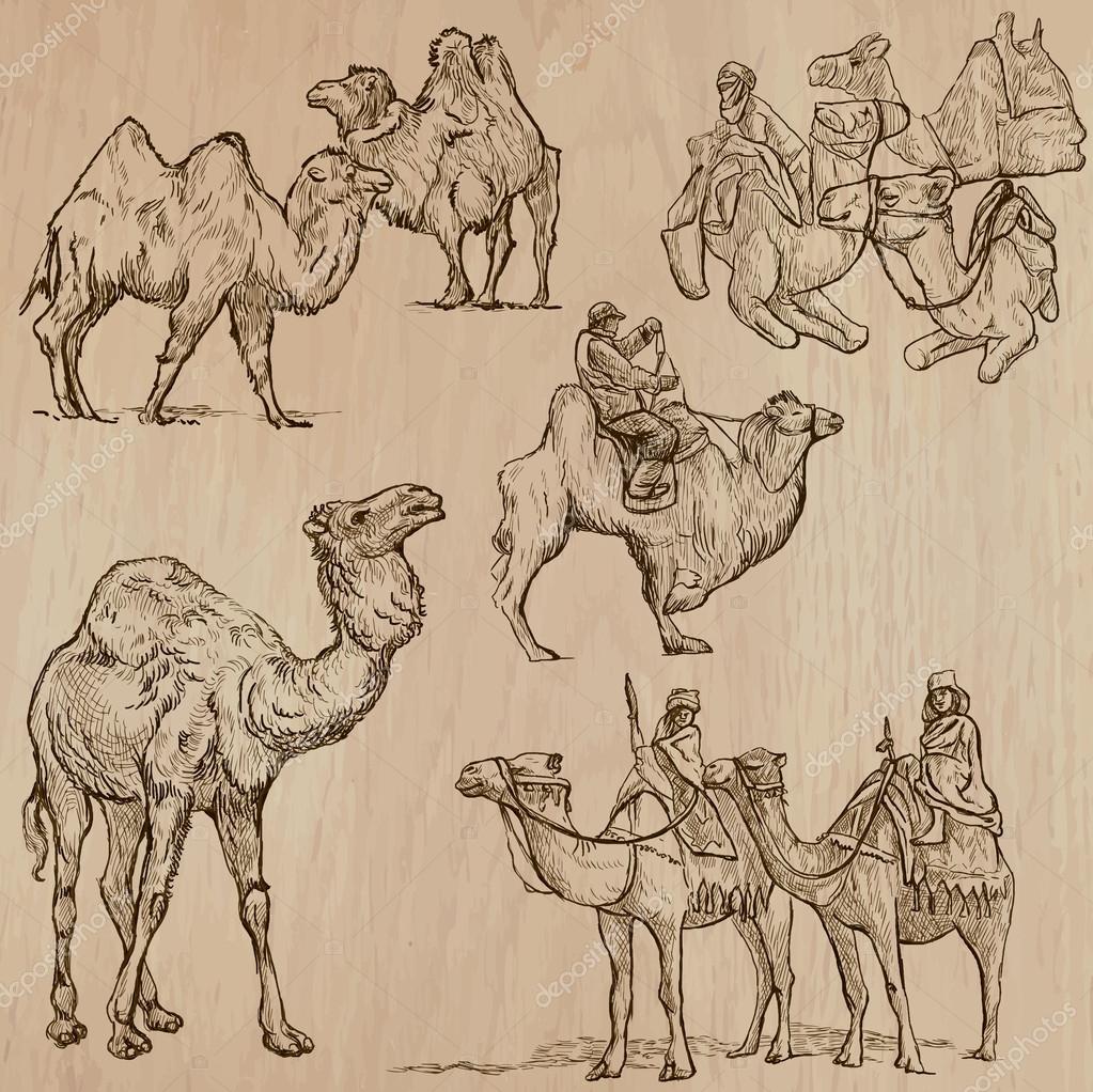 Camels - An hand drawn vectors. Converted Stock Vector by ©kuco 71020401