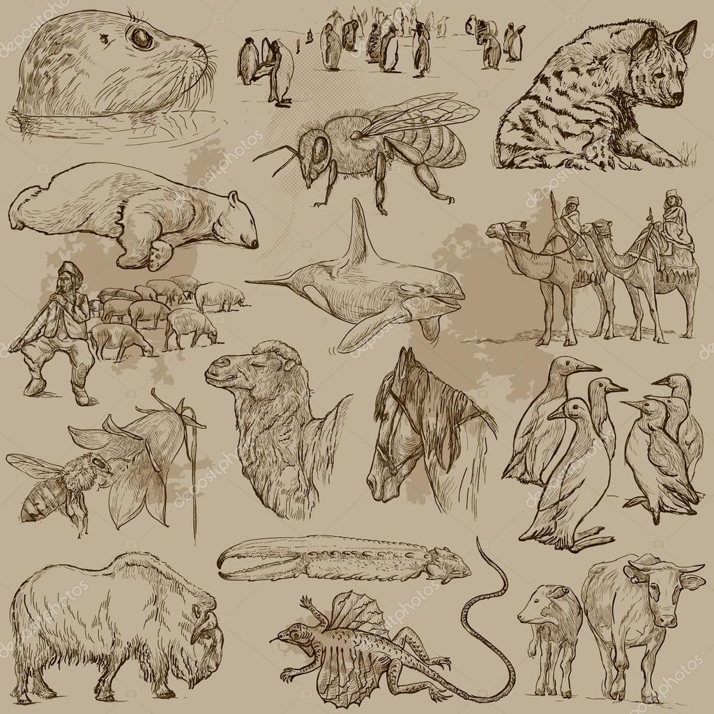 Animals - Hand drawn vector pack Stock Illustration by ©kuco #72537547
