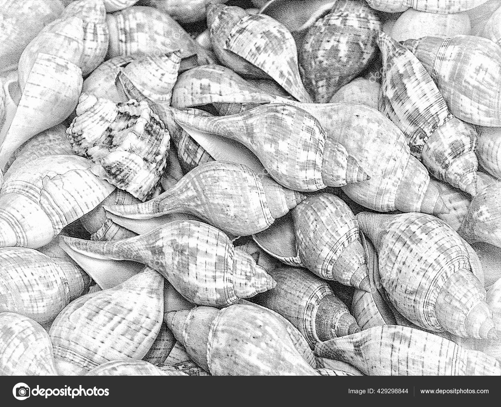 Bunch of cerith shells — Stock Photo © rolffimages #429298844